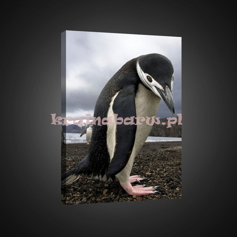 Obraz na płótnie PP1825 Pingwin - CONSALNET - Sklep Tanie Fototapapety